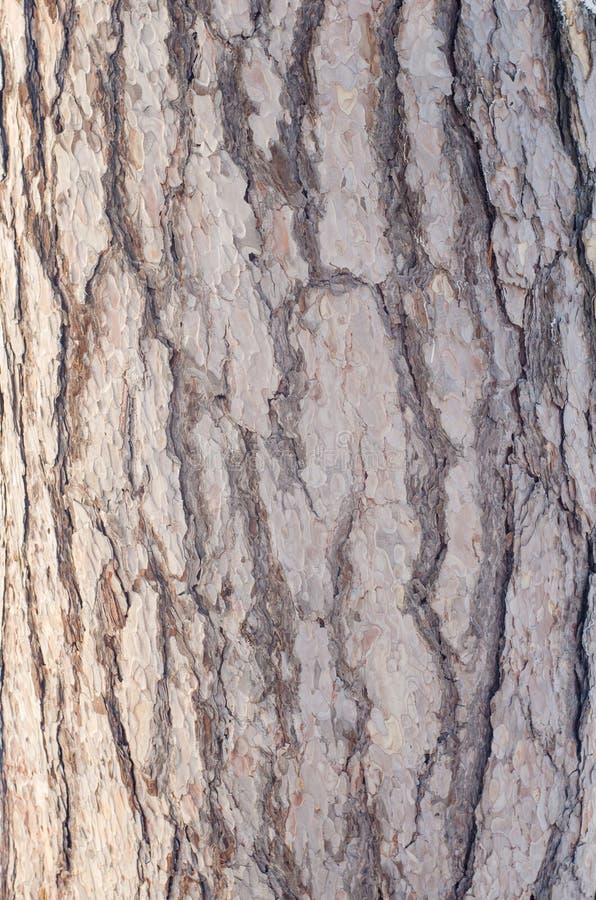 Natural Structure of the Bark a Pine Tree Stock Photo - Image of ...