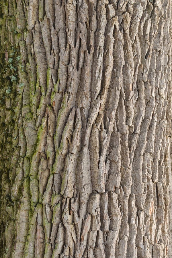 Natural Structure of the Bark Tree Stock Photo - Image of close ...