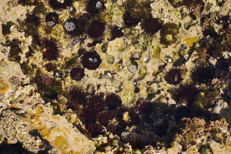 Ocean Stone Texture Natural Stock Image - Image of grunge, gray: 231076609