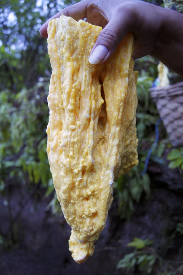 Natural Sulfur, Kawah Ijen Volcano, Java Island, Indonesia Stock Photo ...