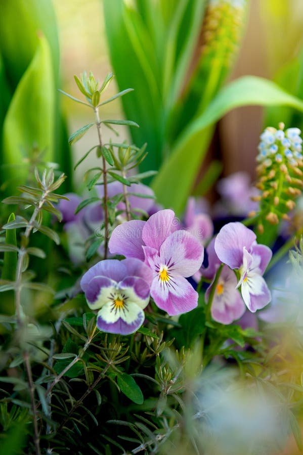 Natural Summer Background with Violet Flowers Blooming in a Garden ...