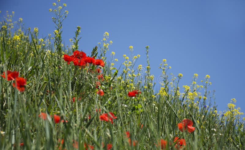 Natural Summer Nature Background Stock Image - Image of nature ...