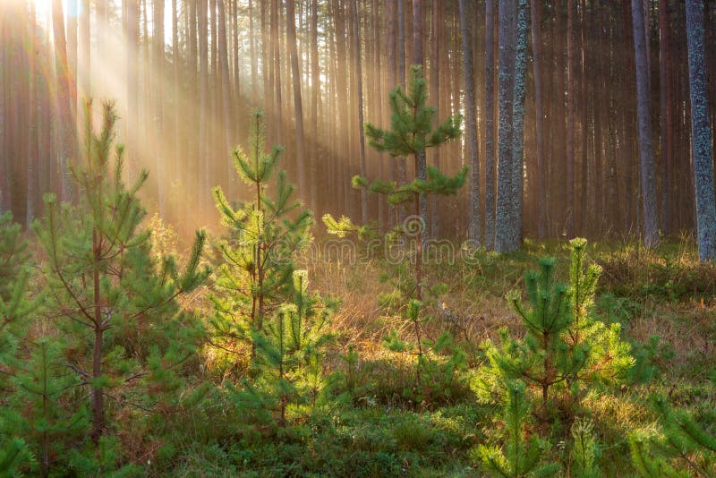 Natural Sun Light Rays Shining through Tree Branches in Summer Morning ...