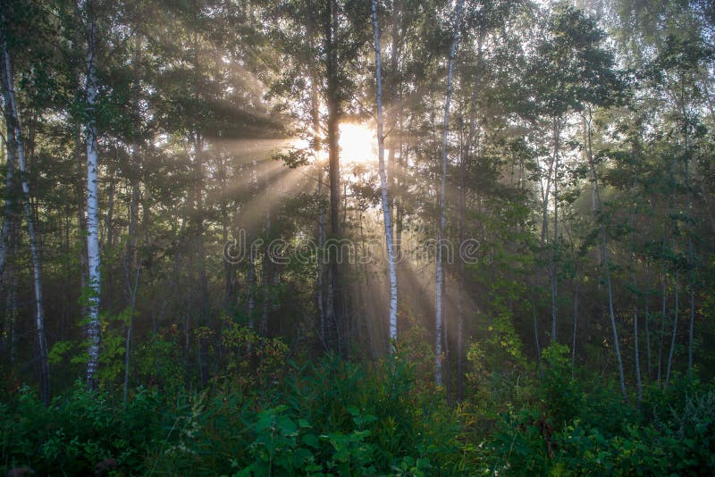 Natural Sun Light Rays Shining through Tree Branches in Summer Morning ...