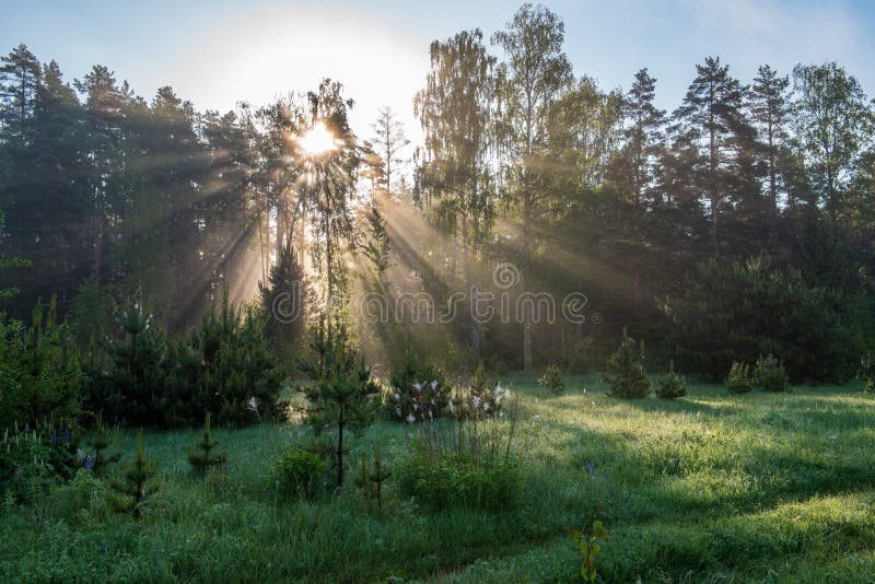Natural Sun Light Rays Shining through Tree Branches in Summer Morning ...