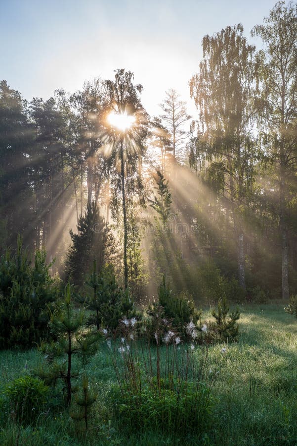 Natural Sun Light Rays Shining through Tree Branches in Summer Morning ...