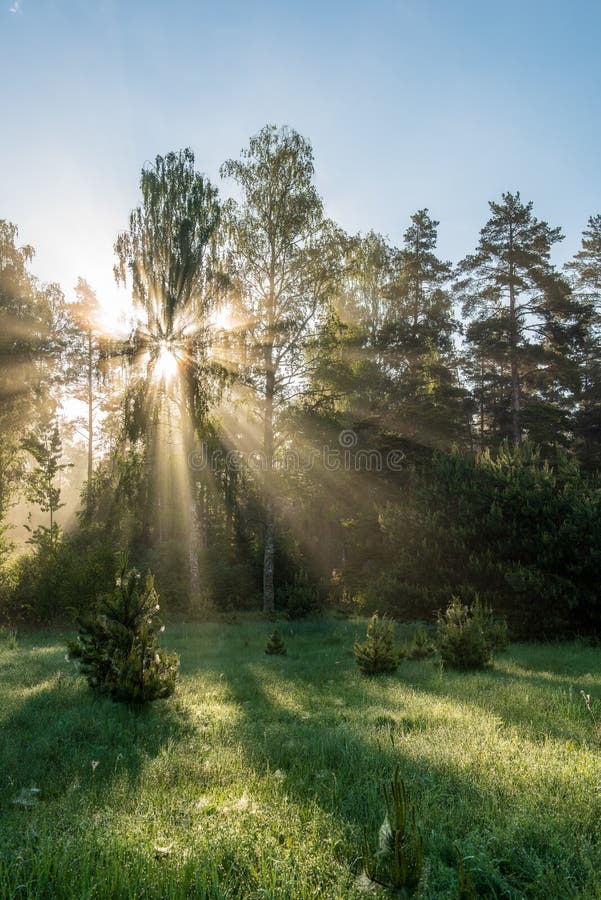 Natural Sun Light Rays Shining through Tree Branches in Summer Morning ...