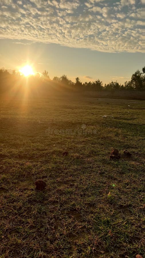 Natural Sun Light Rays Shining through Tree Branches in Summer Morning ...