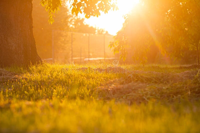 Natural Sun Rays in the Garden at Sunset Stock Image - Image of park ...