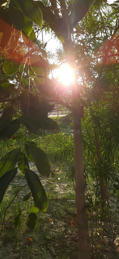 Natural sun rise photos stock photo. Image of woodland - 191352364