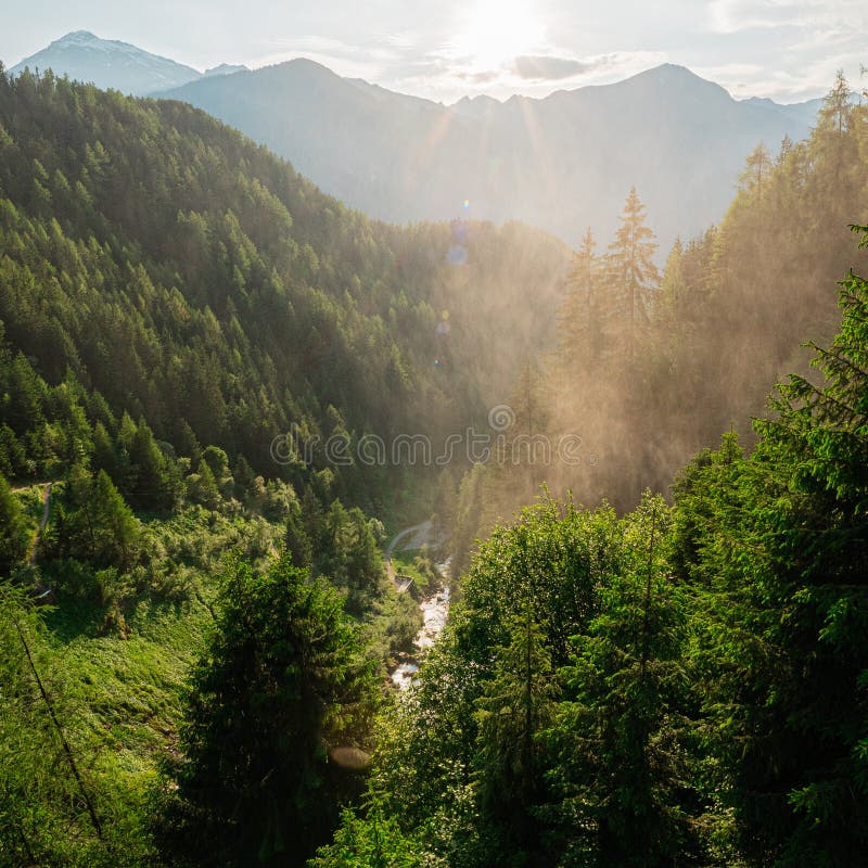 Natural Sunny Forest Landscape View Stock Image - Image of hill, plant ...