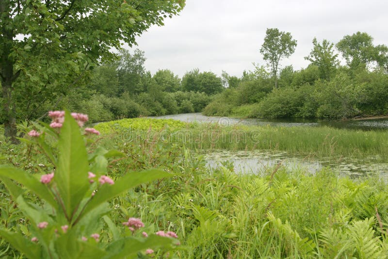 Natural surroundings stock photo. Image of forest, nature - 7305894