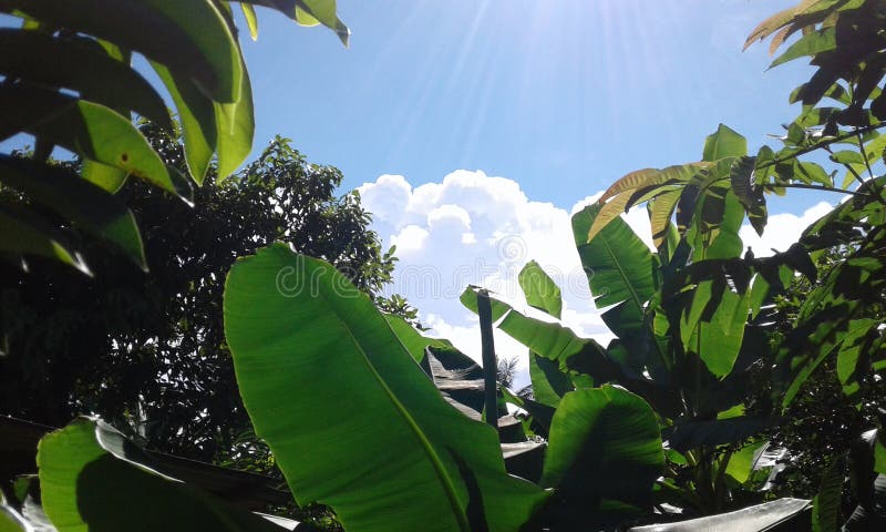 Natural stock photo. Image of green, natural, plants - 130644468