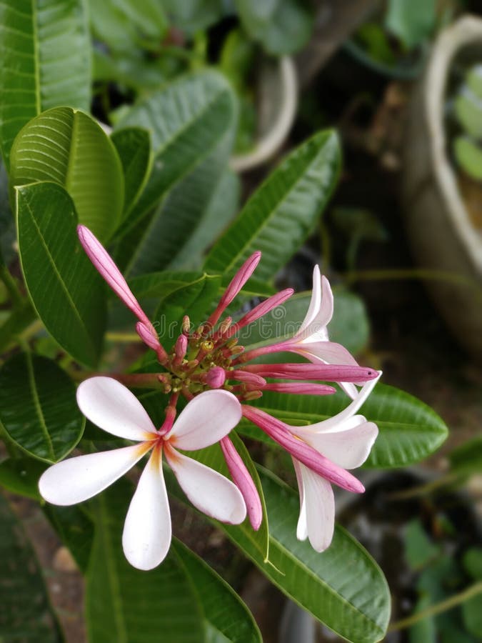 Natural Temple Flower Beauty Stock Image - Image of beautiful, beauty ...