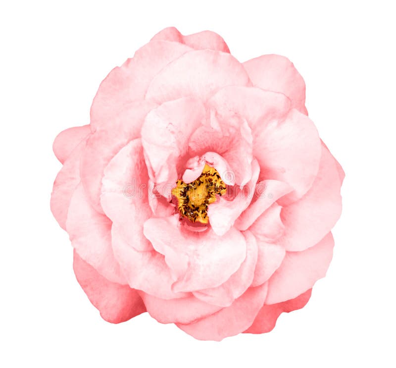 Natural Tender Red Rose Flower Isolated Stock Image - Image of ...