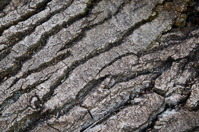 Natural Texture or Backdrop Tree Bark Detail Stock Photo - Image of ...