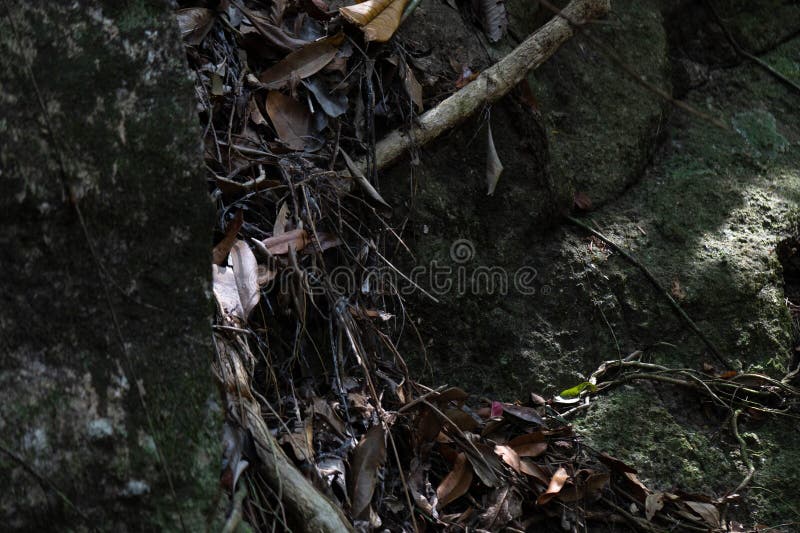 Natural Texture Background Featuring Leaves and Stones for Creative Projects Stock Image - Image ...