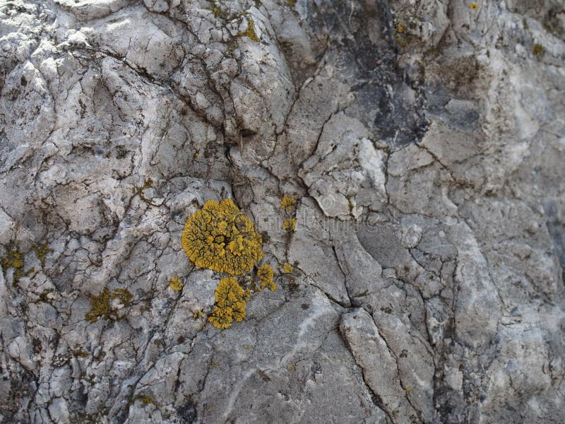 Natural Texture and Background of Fungus and Mold on the Stones. Moss ...