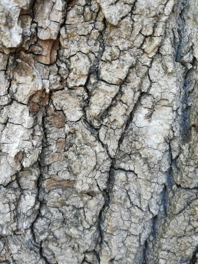 Natural Texture of Bark Poplar Tree Stock Photo - Image of textured ...