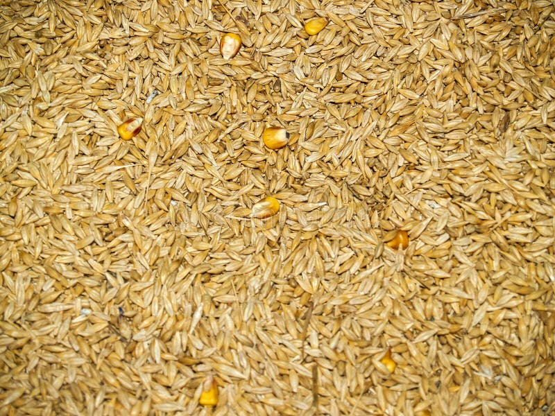 Natural Texture of Barley and Corn Stock Photo - Image of corn ...