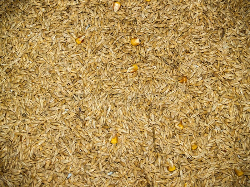 Natural Texture of Barley and Corn Stock Image - Image of agriculture ...