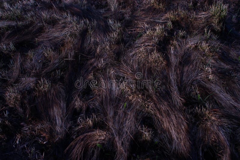 Natural Texture of Brown and Golden Burnt Grass Stock Photo - Image of ...