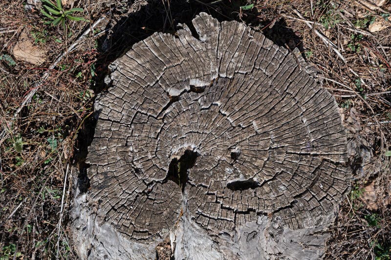 The Natural Texture of a Brown Pine Tree Cut in Nature Stock Photo ...