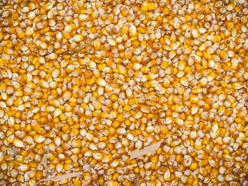 Natural texture of corn stock photo. Image of grains - 82313718