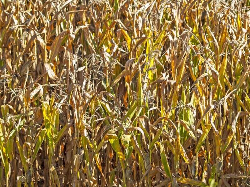 Natural Texture of Cornfield Stock Image - Image of dried, botany: 79794919