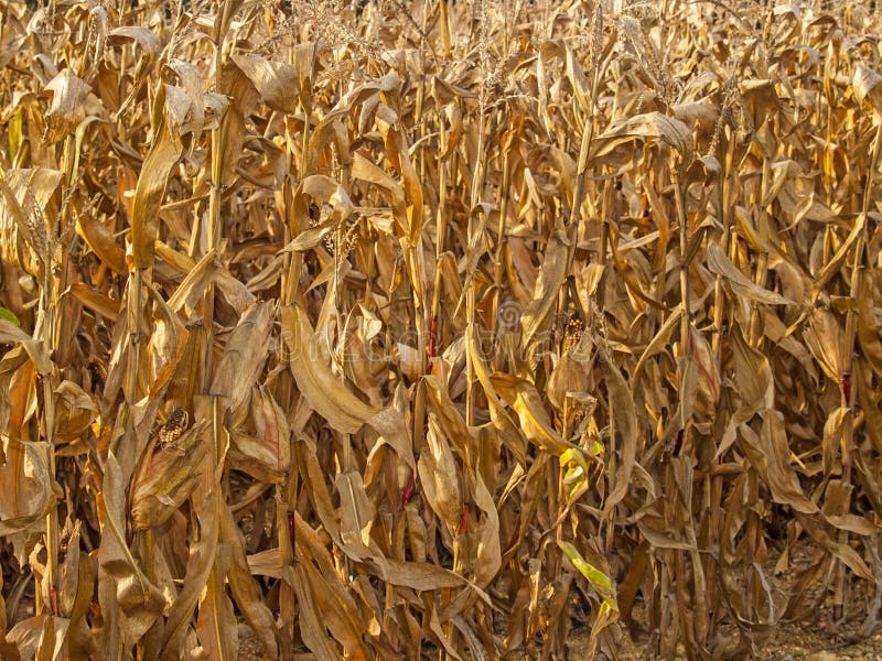 Natural Texture of Cornfield Stock Photo - Image of green, gradient ...