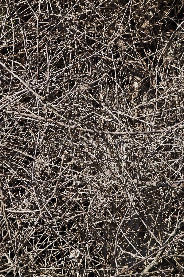 Natural Texture Dry Branches Background Rio Stock Photos - Free ...