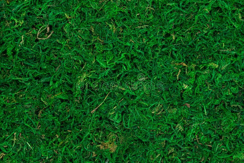Natural Texture of Dry Green Moss Stock Photo - Image of grass, natural ...