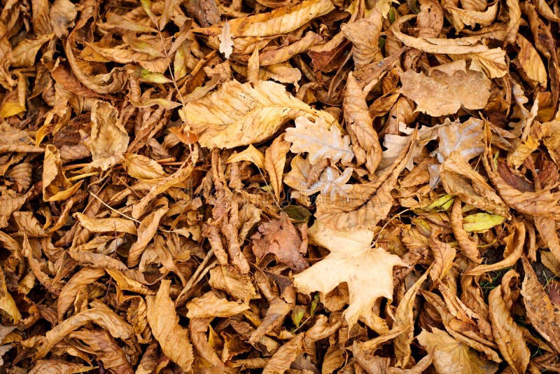 Fallen Chestnut Yellow Leaves Stock Image - Image of flat, leaves ...