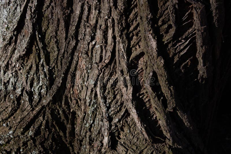 Natural Texture-fluted Bark on an Old Linden Tree Trunk Close-up Stock ...