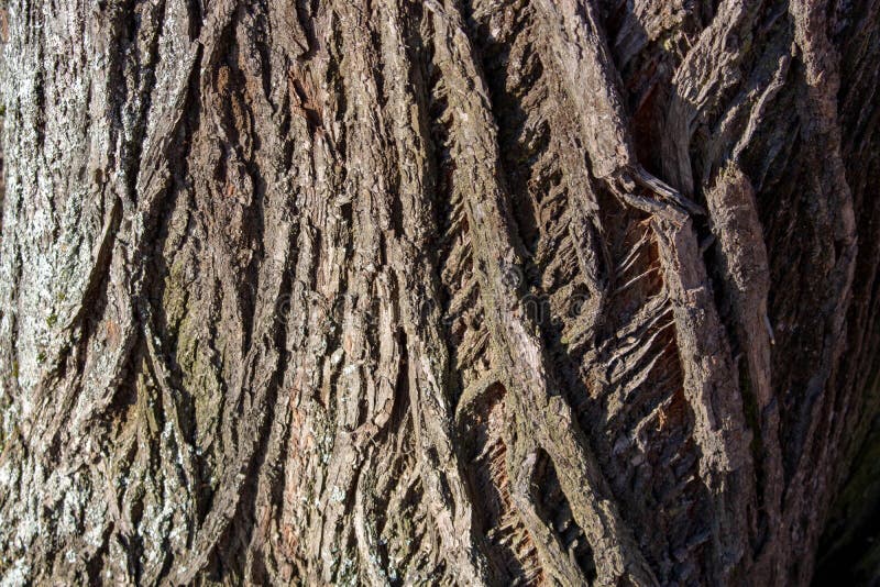 Natural Texture-fluted Bark on an Old Linden Tree Trunk Close-up Stock ...