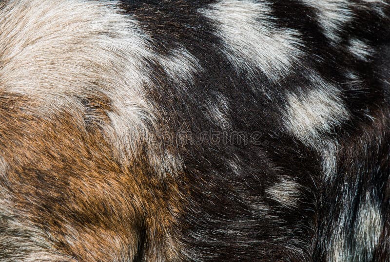 Natural Texture Goat Skin Brown with Spots Stock Photo - Image of ...