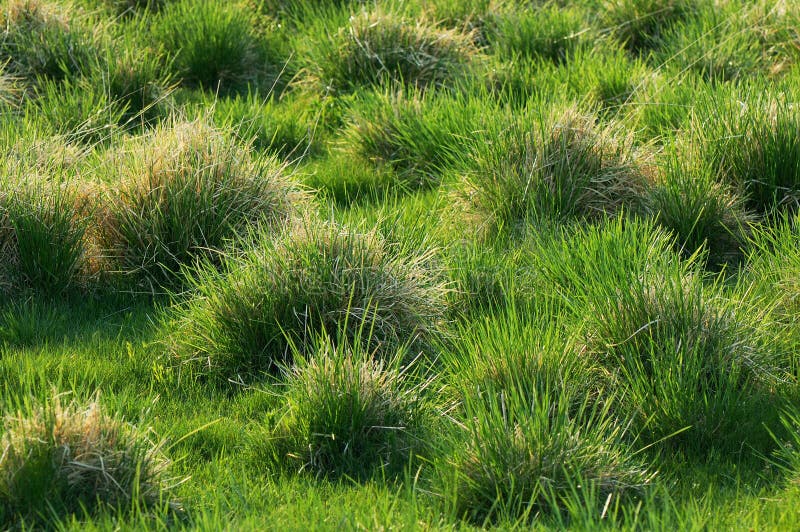 Rough grass stock photo. Image of texture, green, tufts - 4902930