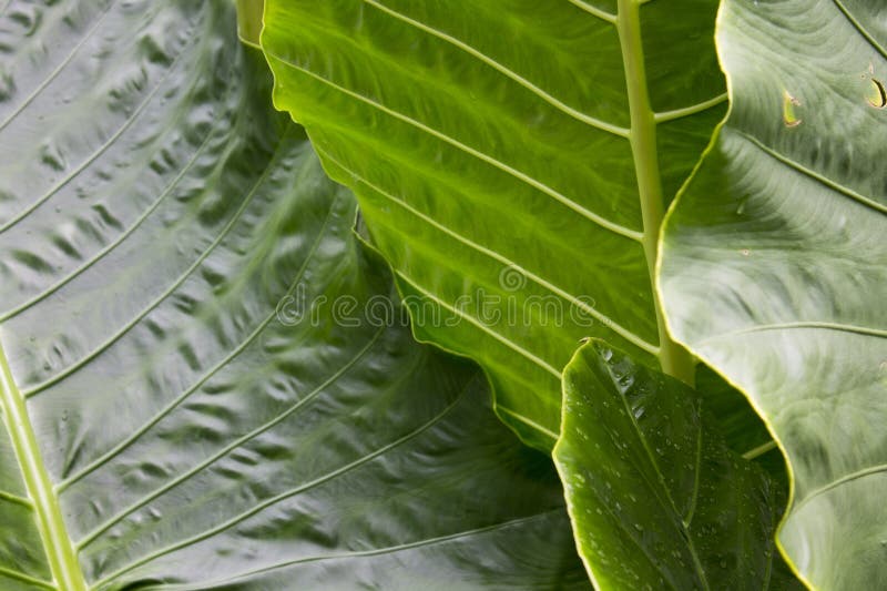 Natural Texture of Green Leaves As Background Stock Image - Image of ...