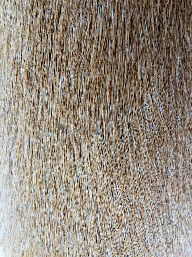 Natural Texture of Hair of a Dog Stock Photo - Image of texture, design ...
