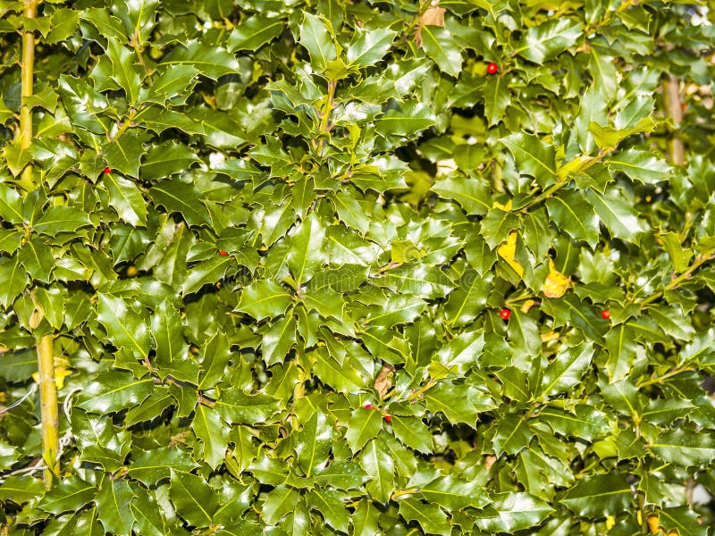 Natural Texture of Holly on the Forest Stock Image - Image of organic ...