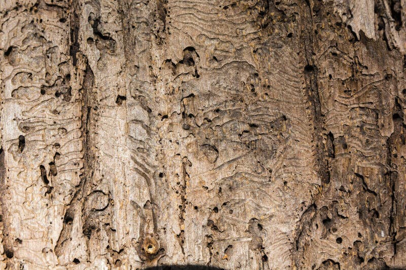 Natural Texture, I.e. the Inner Side of the Bark of a Tree with Traces ...