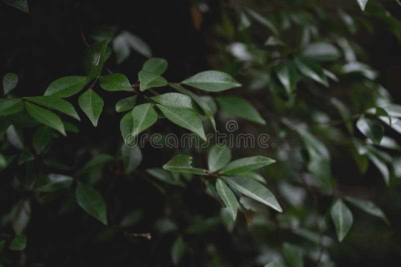 The Natural Texture of Leaf Pattern. Young Spring Leaves of the Plant ...