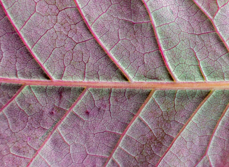 Natural Texture Leaf with Red Veins. Maple Leaf Close-up Stock Photo ...