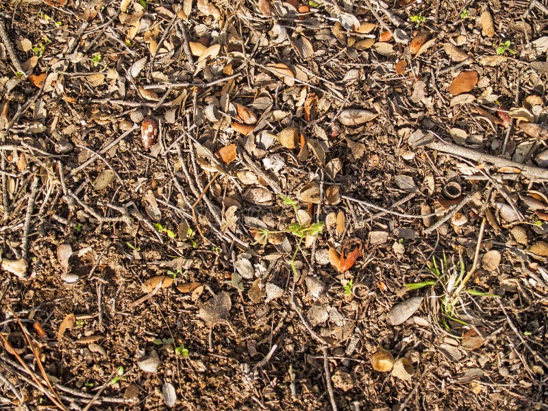 Natural Texture of Leaves on Soil Stock Image - Image of natural ...