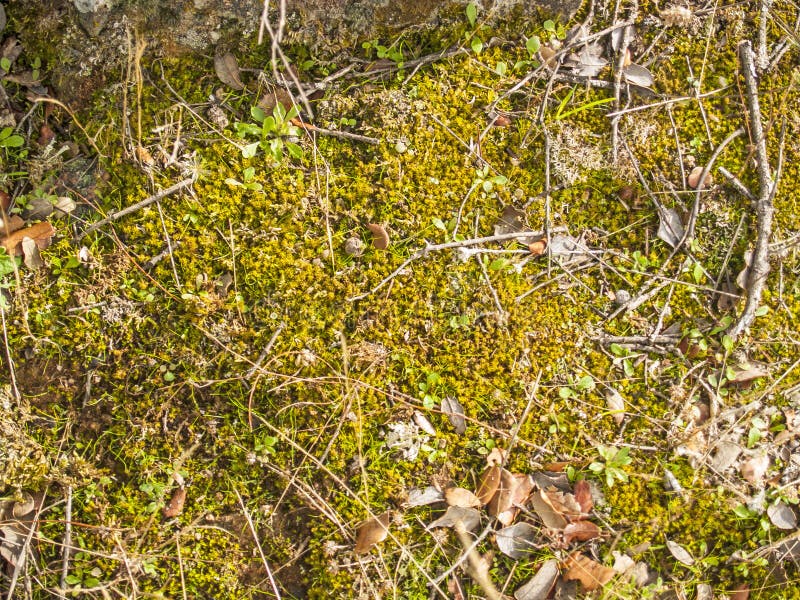 Natural Texture of Leaves on Soil Stock Photo - Image of texture, soil ...