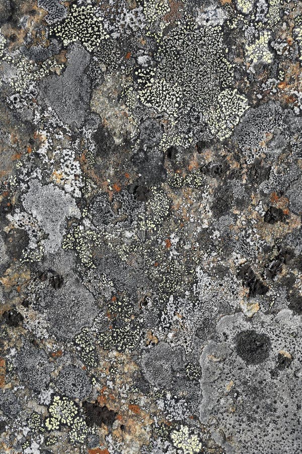 Natural Texture of Lichen on Rock Surface Stock Image - Image of ...