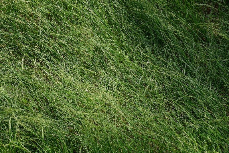 Natural Texture of Long Green Grass Stock Image - Image of gardening ...