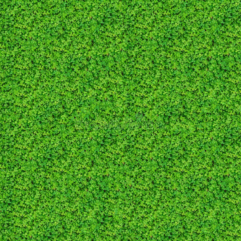 Natural Texture with Many Clover Leaves Stock Photo - Image of grass ...