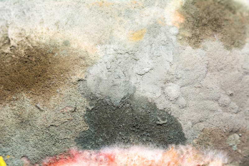 Natural Texture of Mold on Fruit. Rotten Background. Stock Image ...