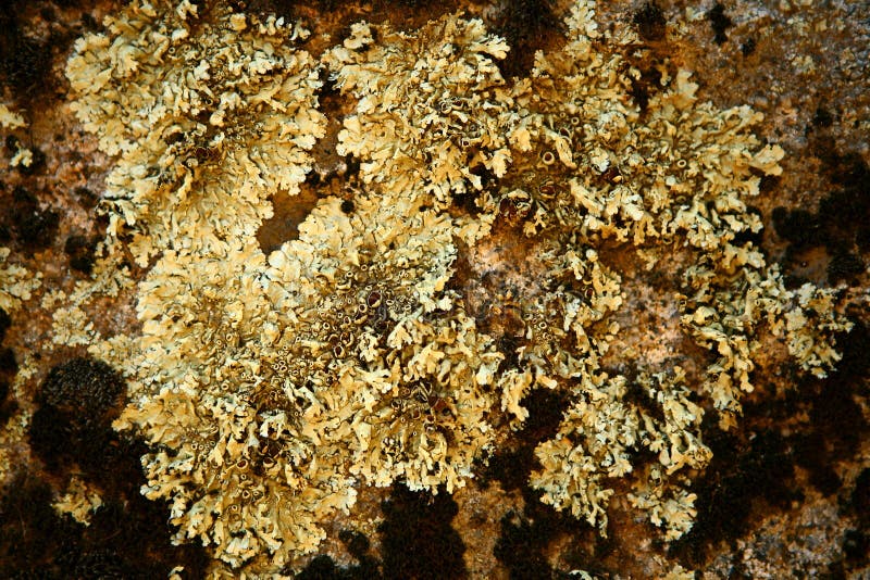 Natural Texture Mold Growth Stock Image - Image of fungus, contrast ...